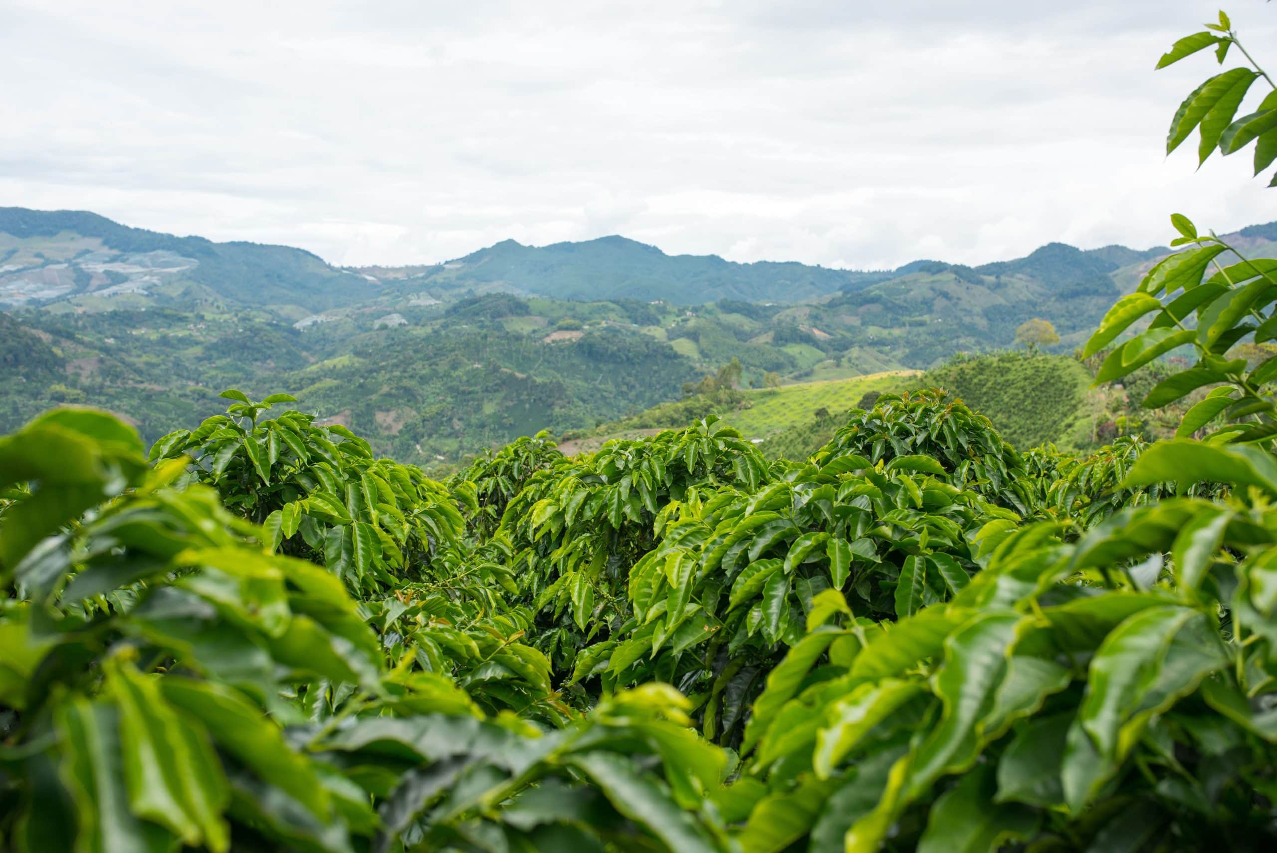 Guia da poda no Café de Montanha